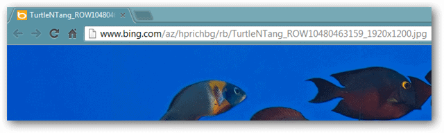 Bing Wallpaper Fish 100+] Bing Wallpapers | Wallpapers.com